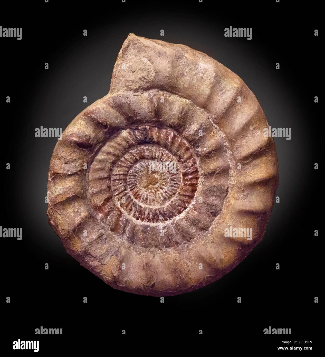 Ammonite, Perisphinctes ingens, Corallian, Upper Jurassic Stock Photo ...