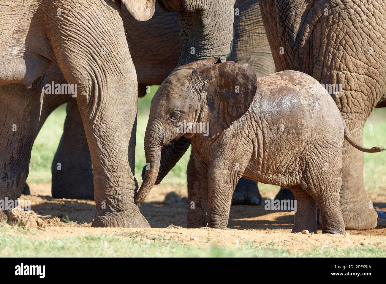 African bush elephants (Loxodonta africana), male baby elephant among ...