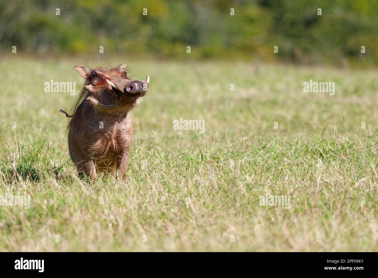 Common warthog (Phacochoerus africanus), adult, sitting upright in the ...