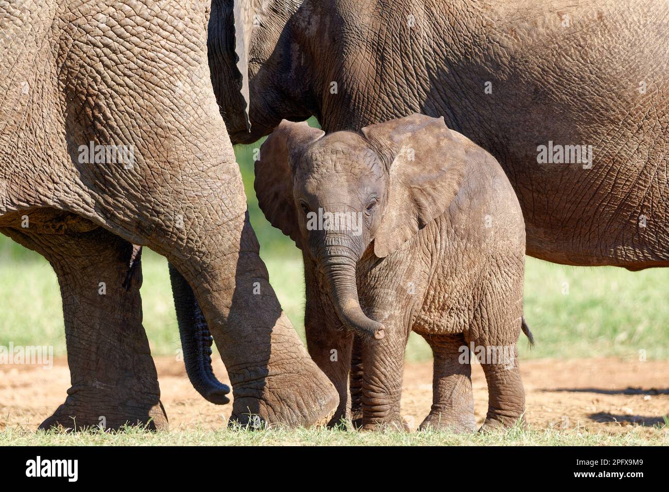 African bush elephants (Loxodonta africana), male baby elephant among ...