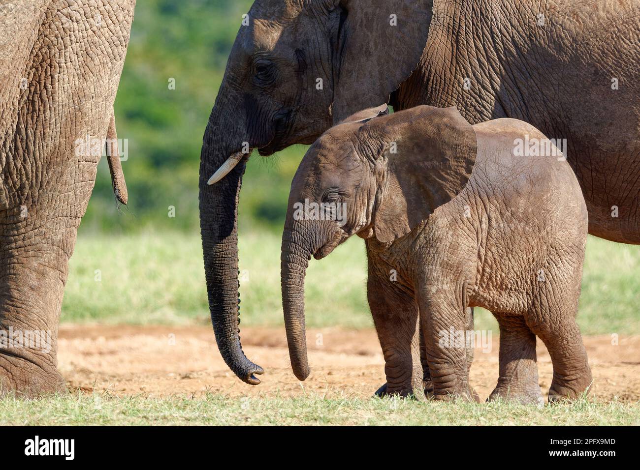 African bush elephants (Loxodonta africana), male baby elephant among ...