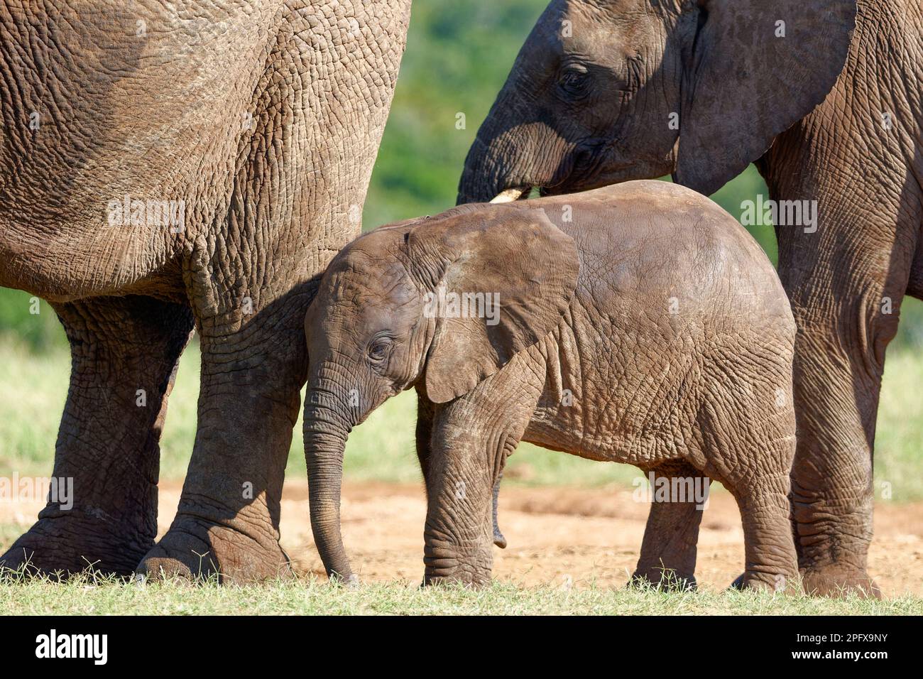 African bush elephants (Loxodonta africana), male baby elephant among ...