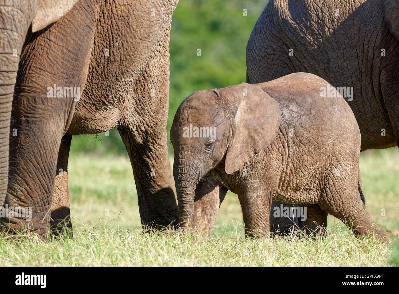 African bush elephants (Loxodonta africana), male baby elephant among ...