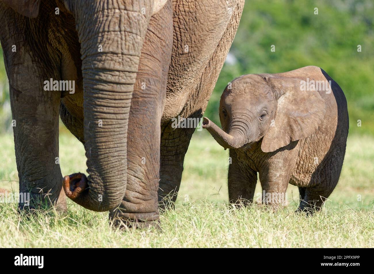 African bush elephants (Loxodonta africana), male baby elephant among ...
