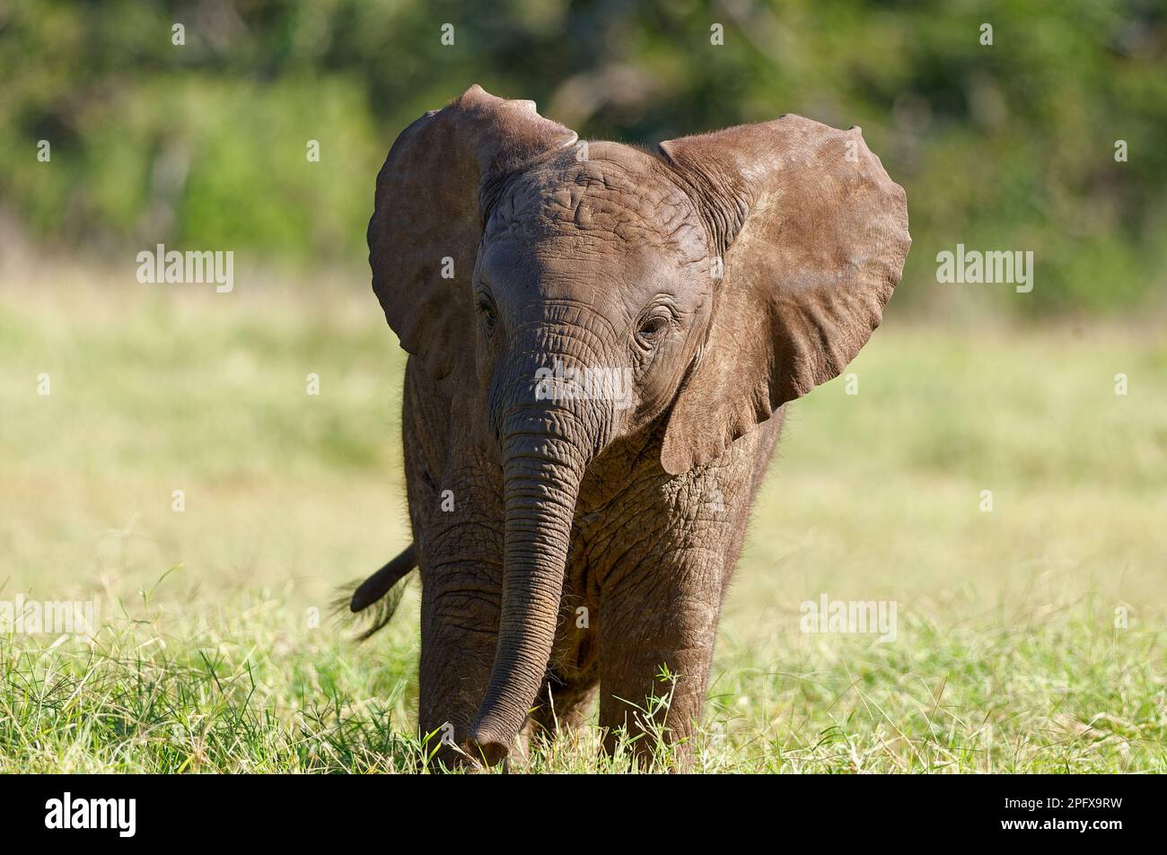 African bush elephant (Loxodonta africana), male baby elephant walking ...