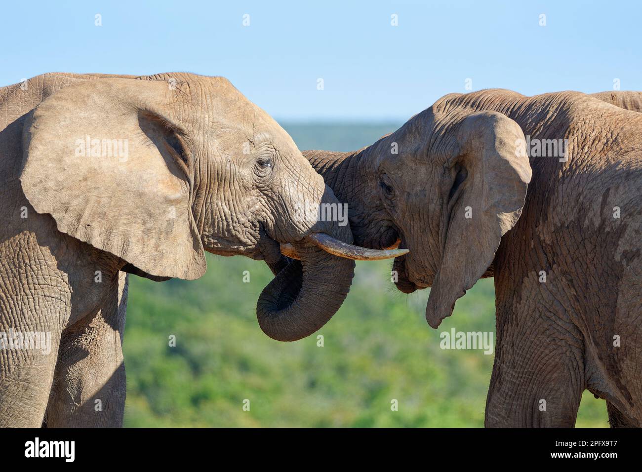 African bush elephants (Loxodonta africana), two adult elephants ...
