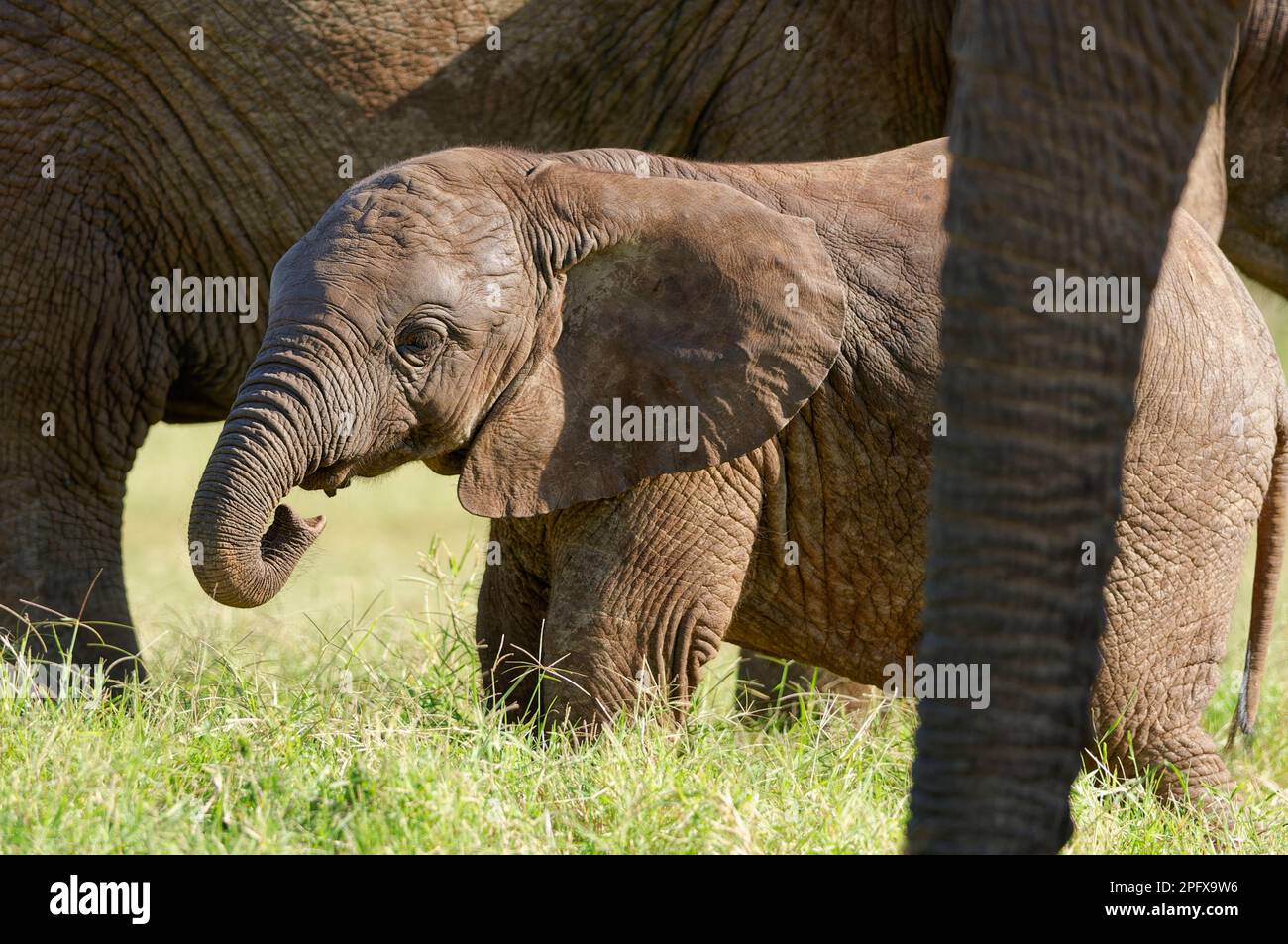 African bush elephant (Loxodonta africana), male baby elephant among ...