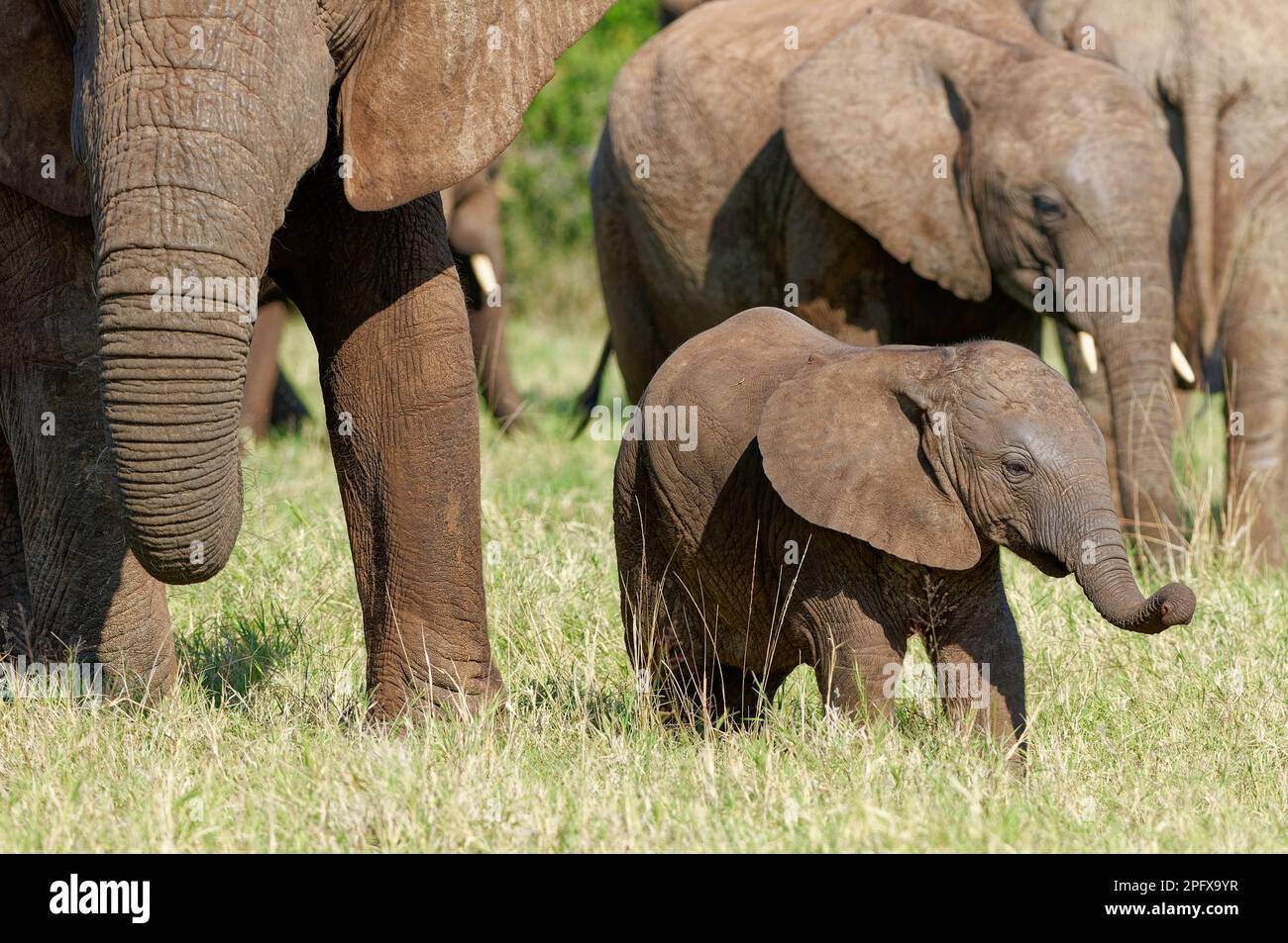 African bush elephants (Loxodonta africana), adult female with baby ...