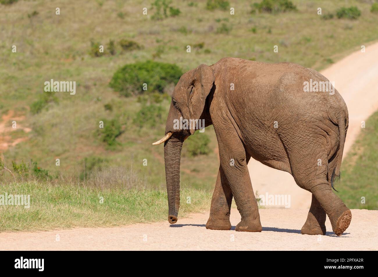 African bush elephant (Loxodonta africana), adult crossing the dirt ...
