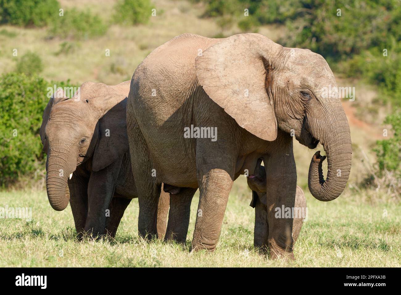 African bush elephants (Loxodonta africana), young and mother foraging ...