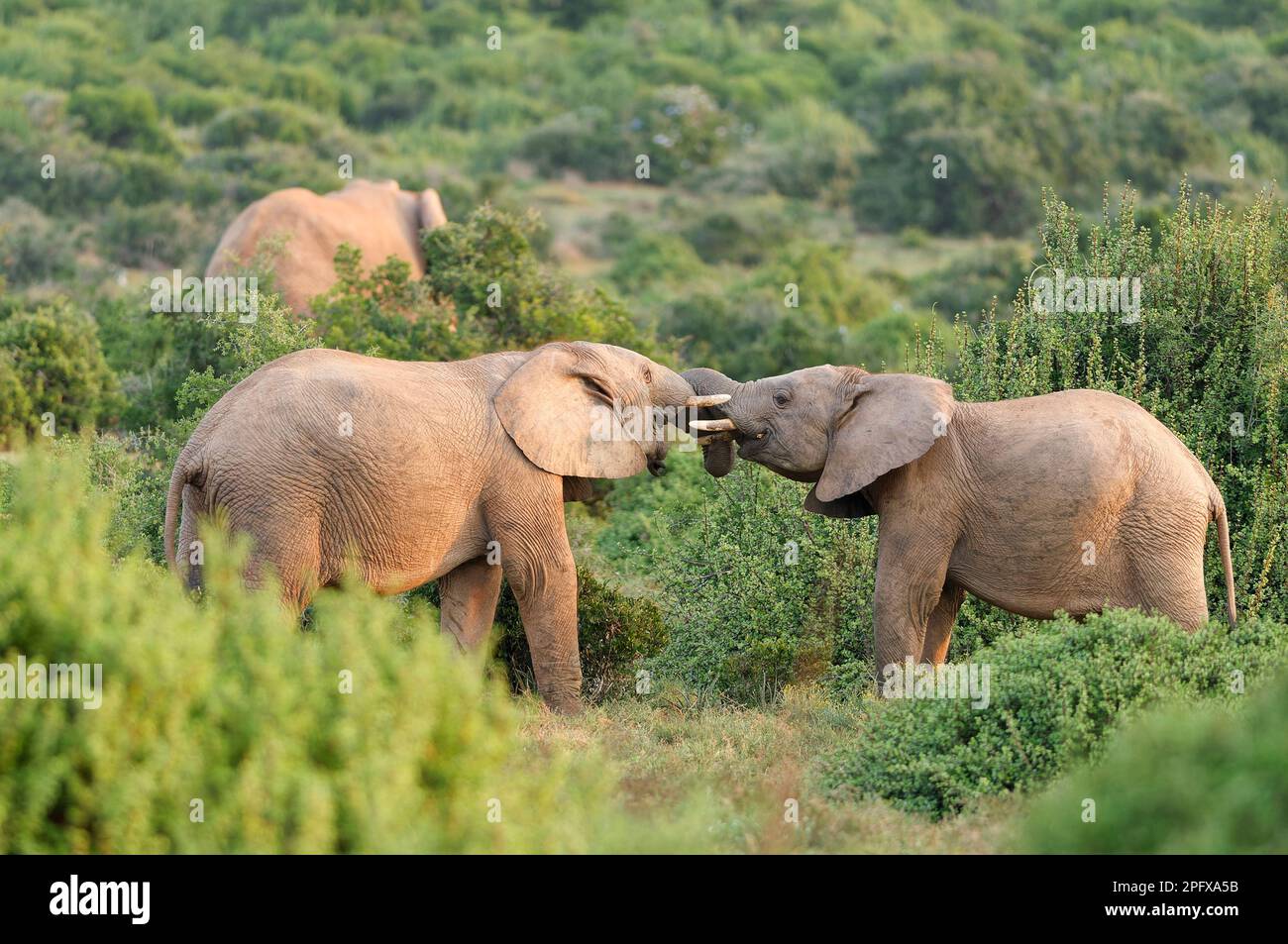 African bush elephants (Loxodonta africana), two young playing fight ...