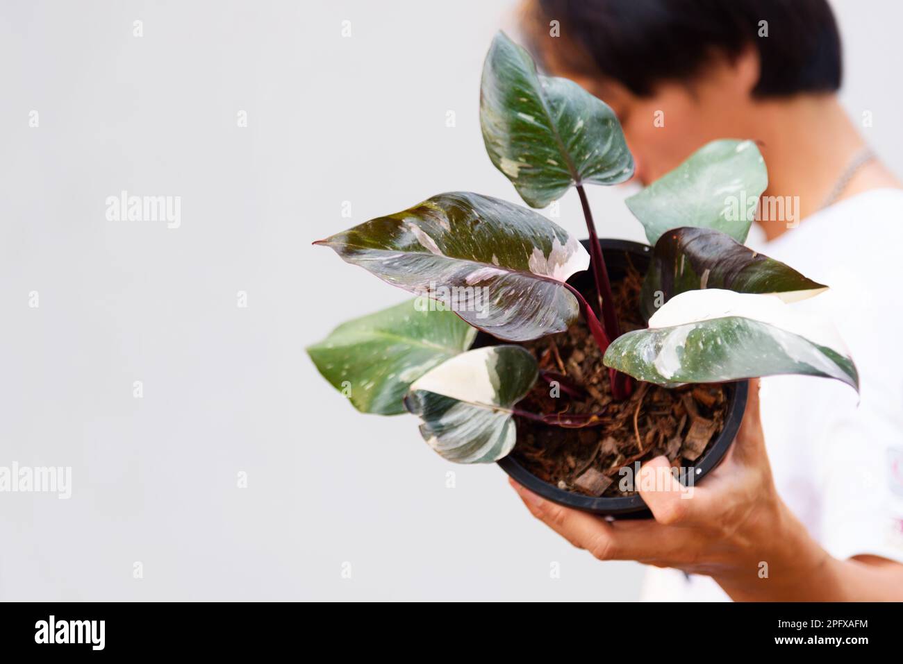 Philodendron red anderson hi-res stock photography and images - Alamy