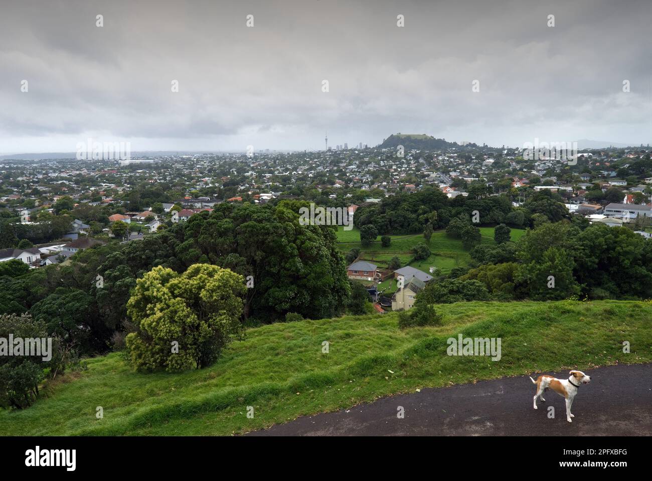 View towards City of Auckland, from Three Kings - New Zealand Stock ...