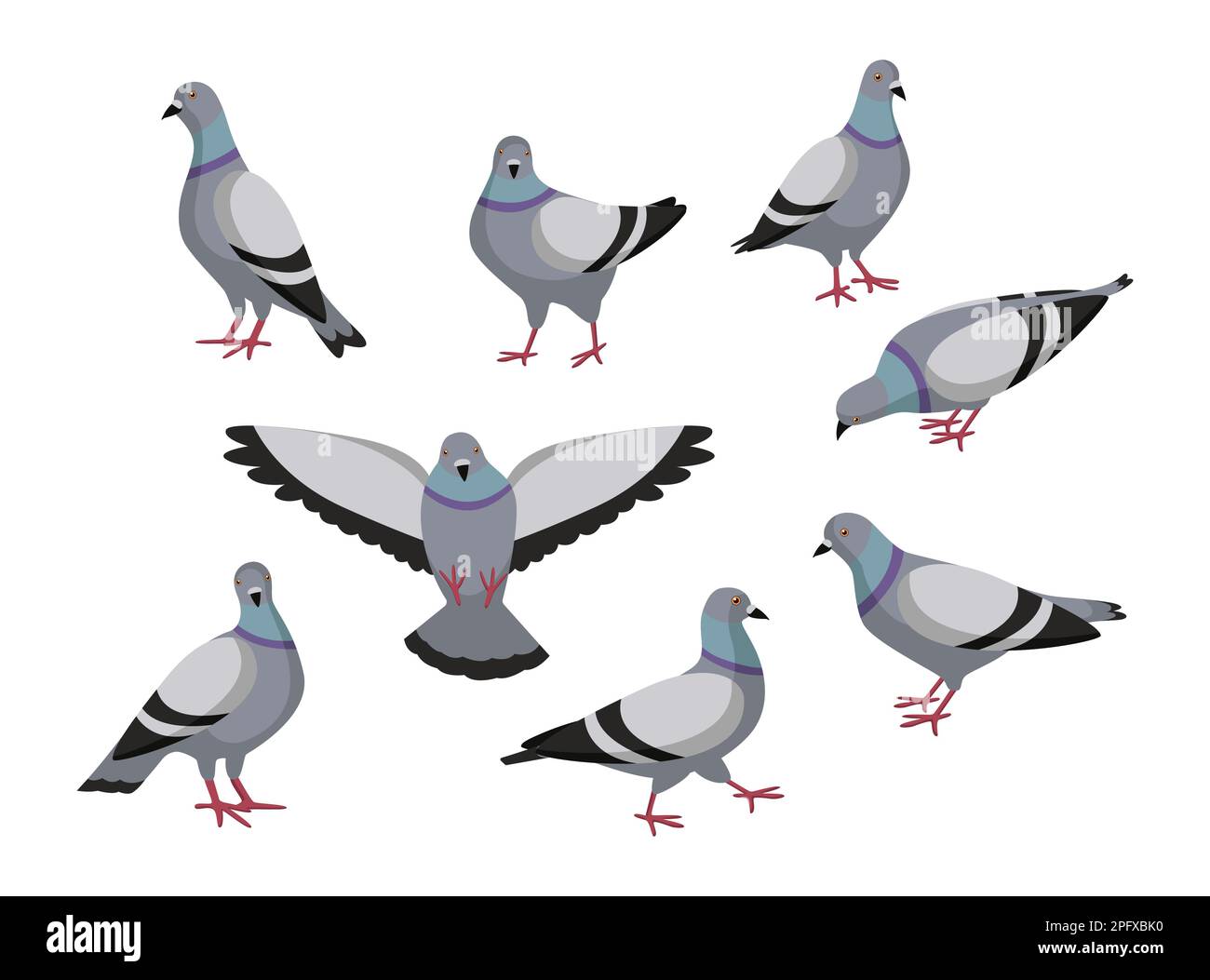 Pigeon in different poses cartoon illustration set Stock Vector Image ...