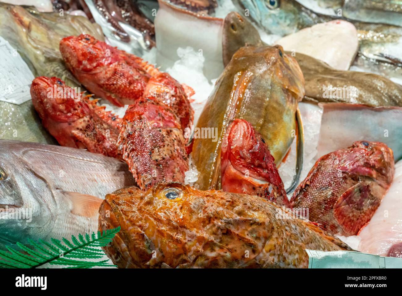 Red mullet and other fish for sale at a market in Barcelona, Spain ...