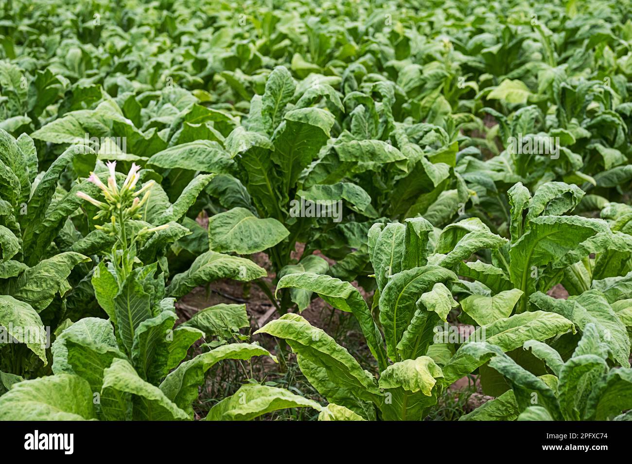Tobacco plantation. Field of tobacco Stock Photo - Alamy