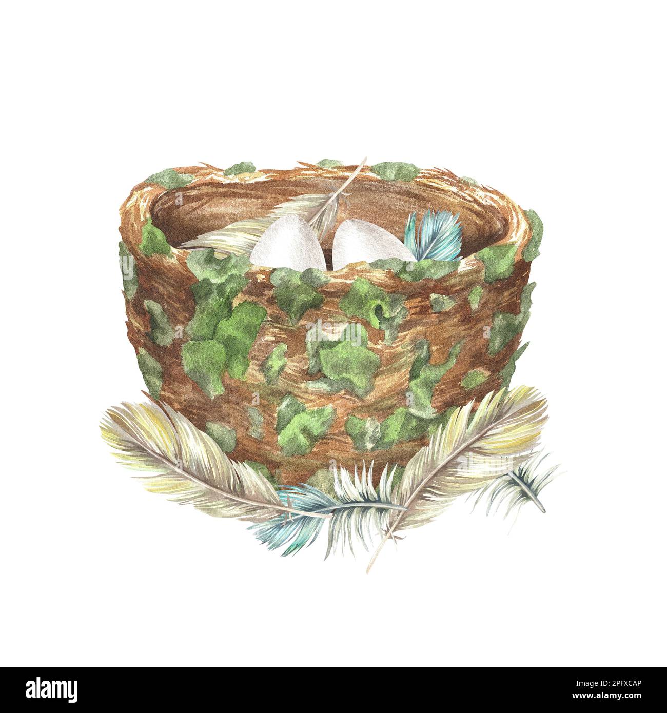 Nest with two eggs and feathers side view. Watercolor illustration ...
