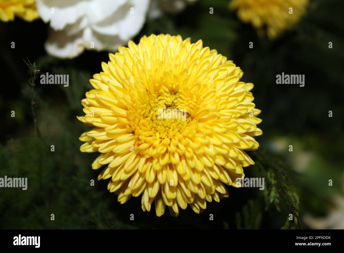 Chrysanthemum varieties hi-res stock photography and images - Alamy