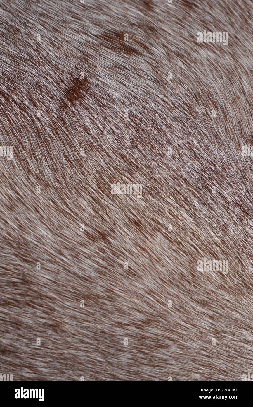 Close-up view of brown and white roan pattern horse coat Stock Photo ...
