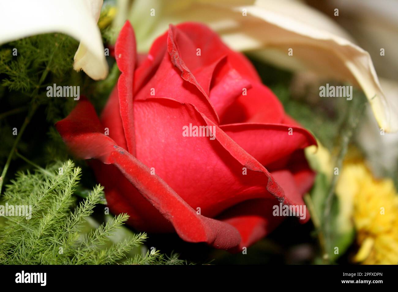 Close-up of red rose Stock Photo - Alamy