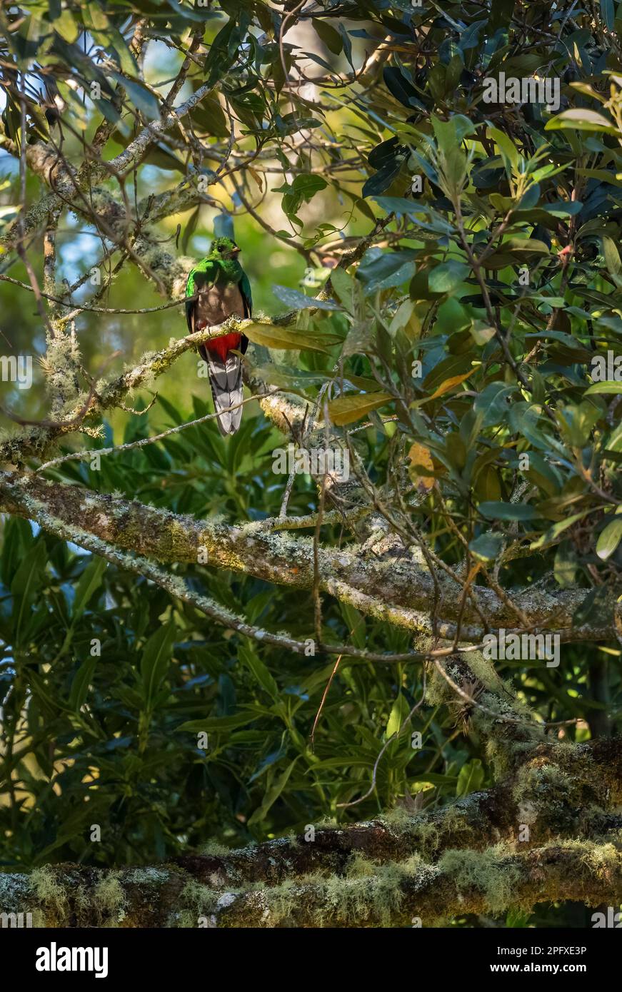 Resplendent Quetzal - Pharomachrus mocinno, beautiful colorful iconic ...