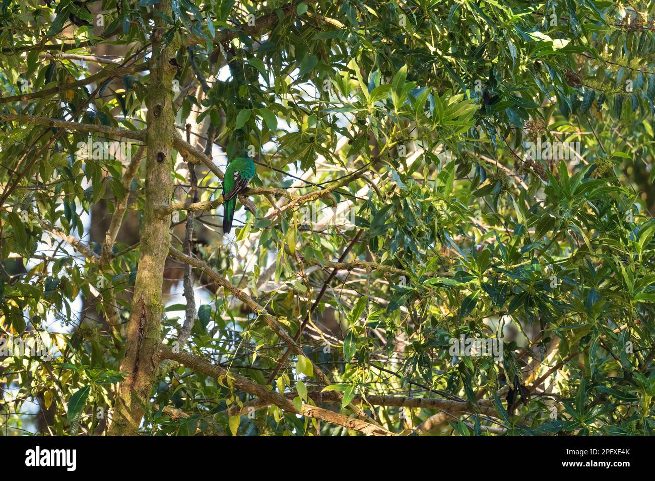 Resplendent Quetzal - Pharomachrus mocinno, beautiful colorful iconic ...