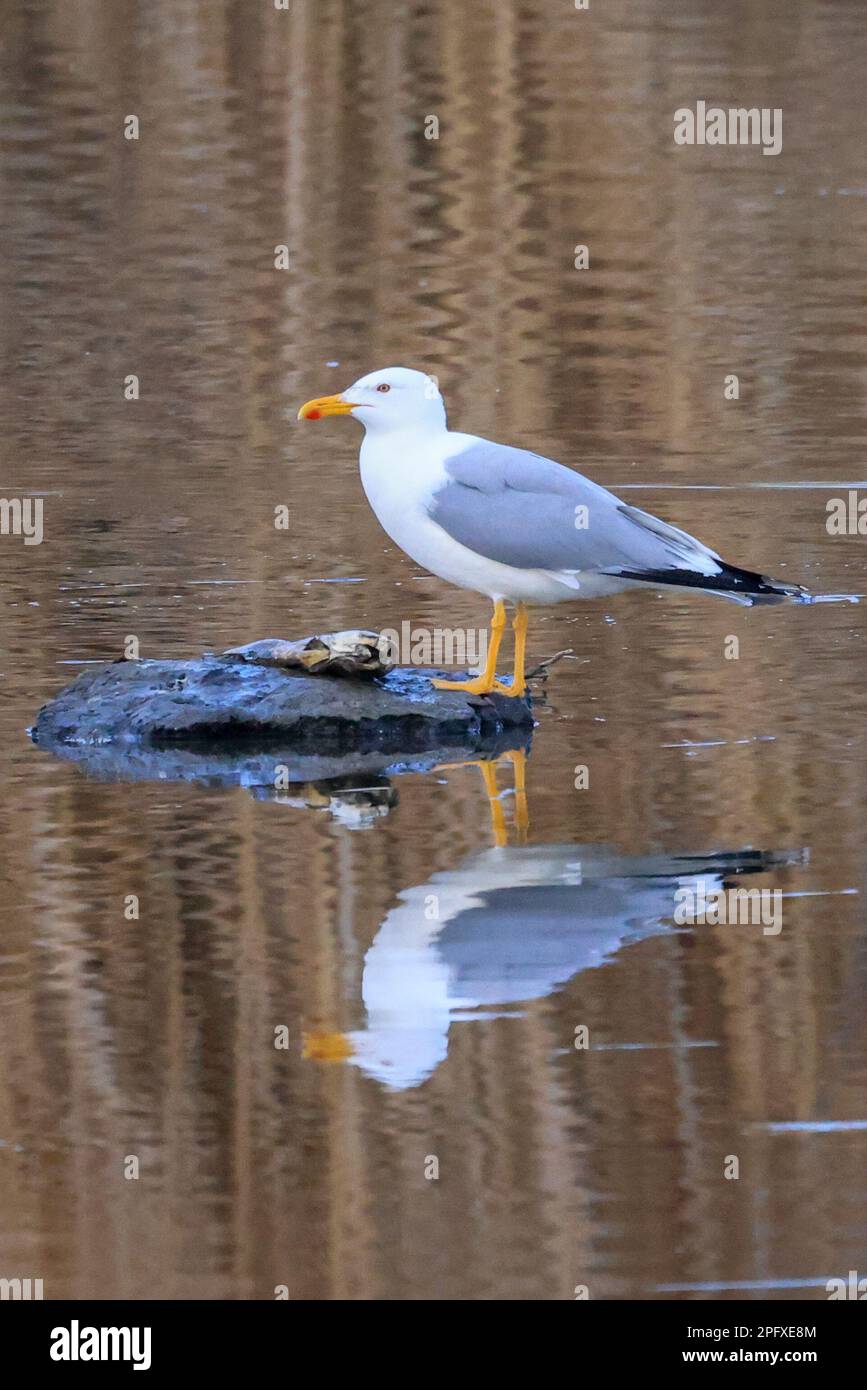 Bohu, China's Xinjiang Uygur Autonomous Region. 17th Mar, 2023. A ...