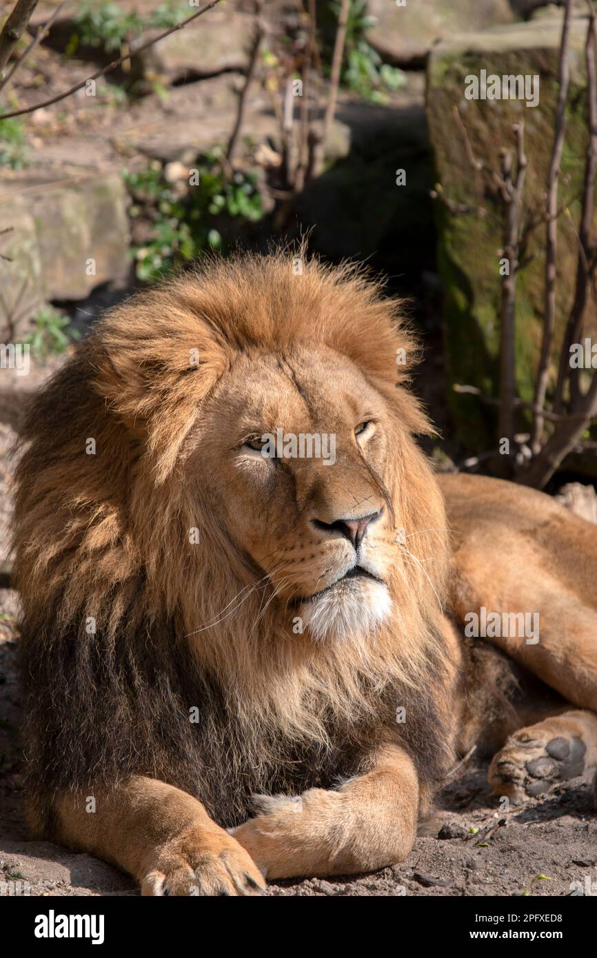 Dutch lion outside hi-res stock photography and images - Alamy