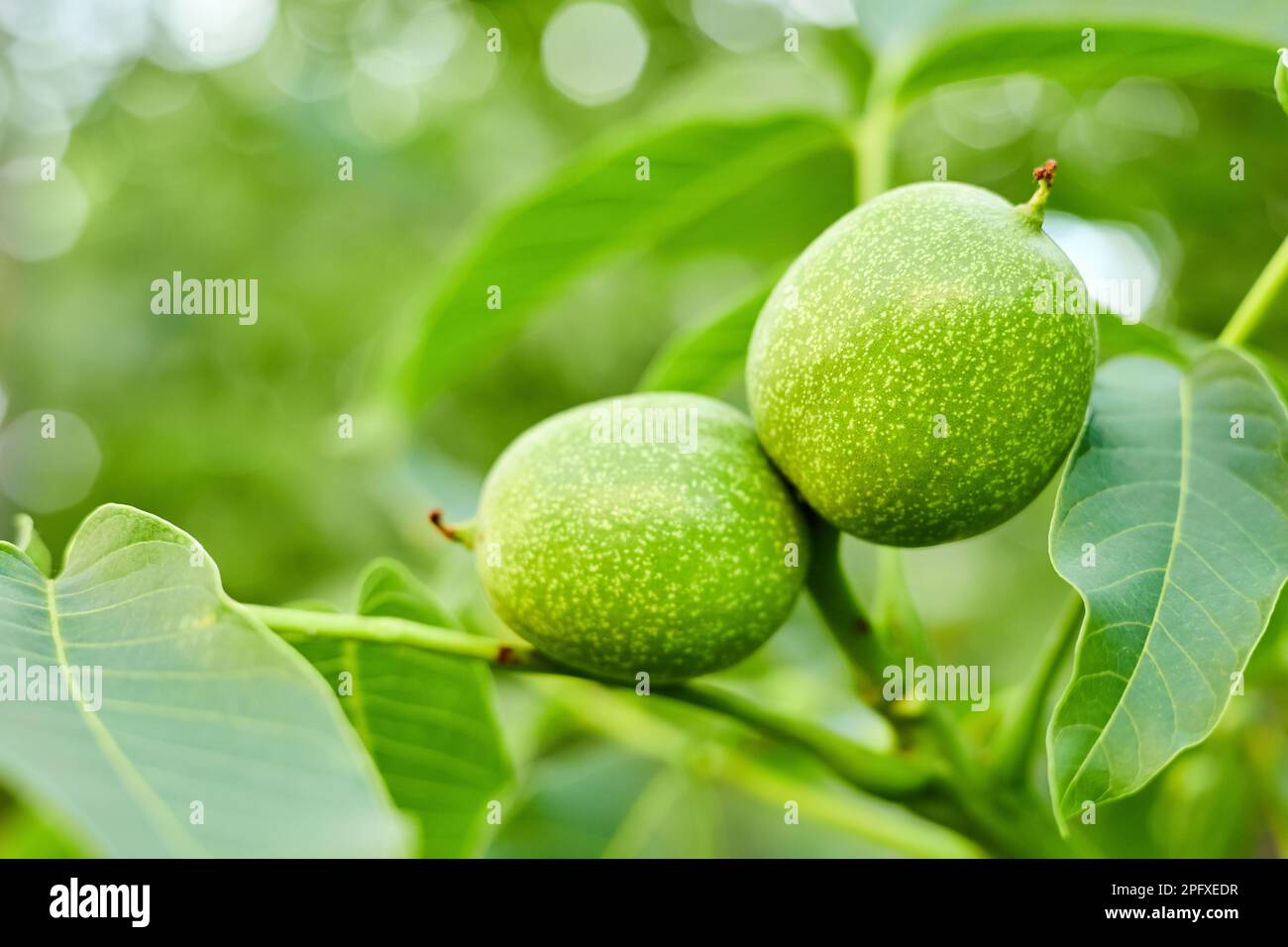 Walnuts ripen on branch tree hi-res stock photography and images - Alamy