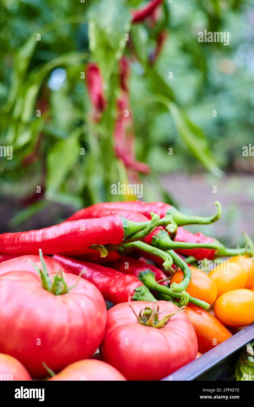 Freshly picked tomatoes and red hot chilli peppers in the garden in a ...