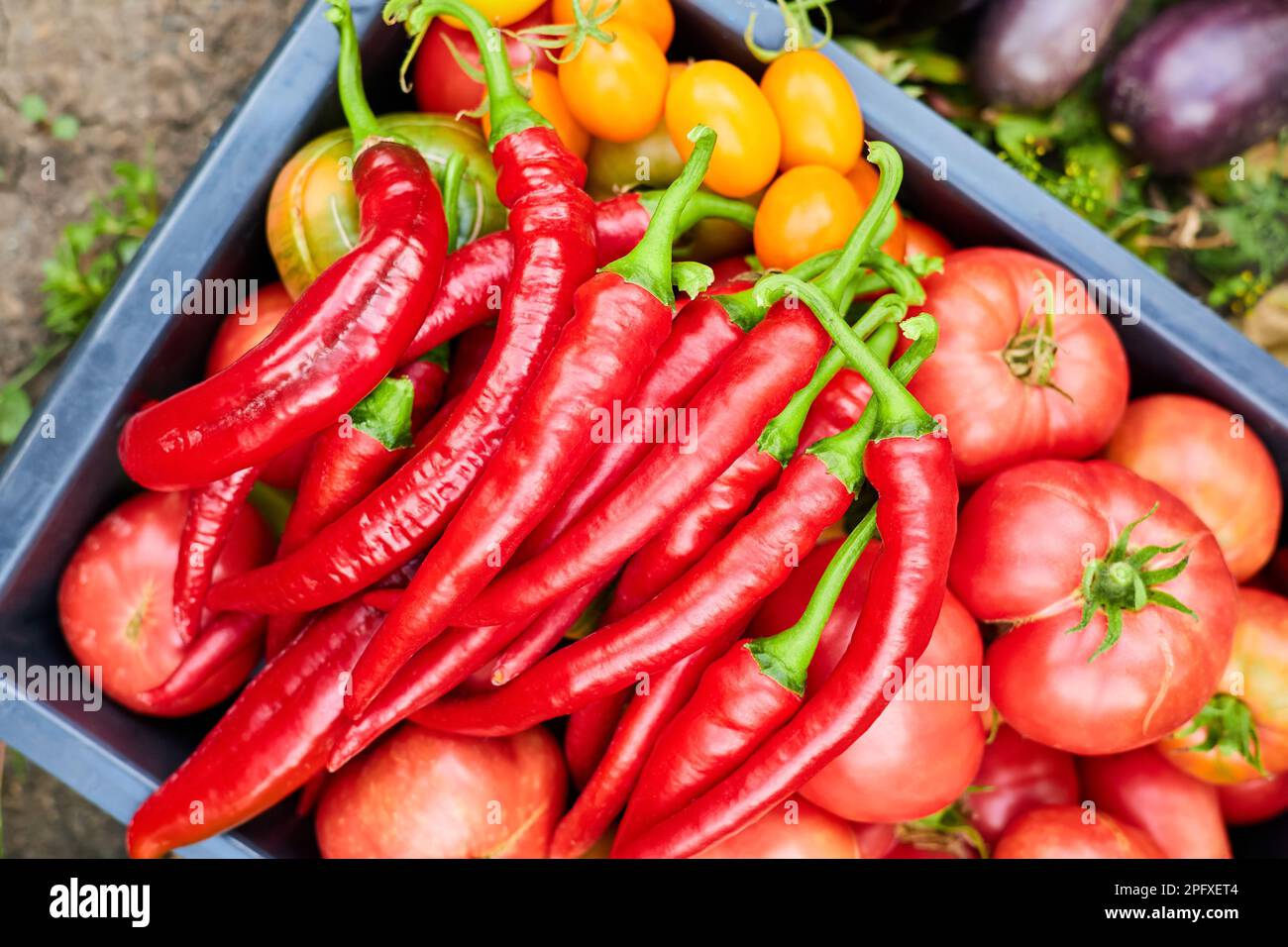 Freshly picked tomatoes and red hot chilli peppers in the garden in a ...
