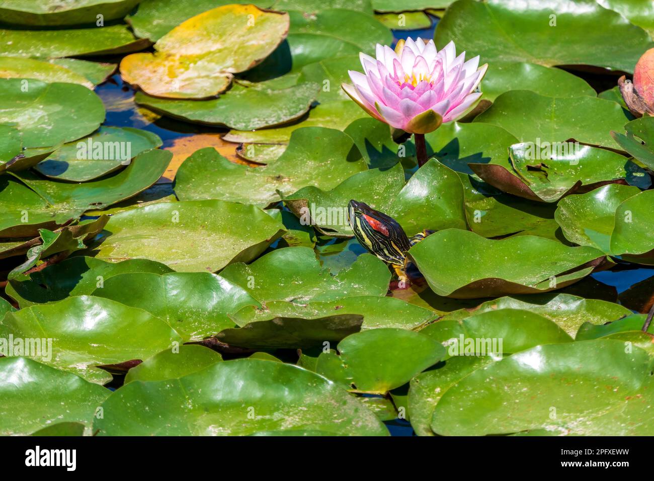 Red-eared aquatic turtle in the water of a city pond close up ...