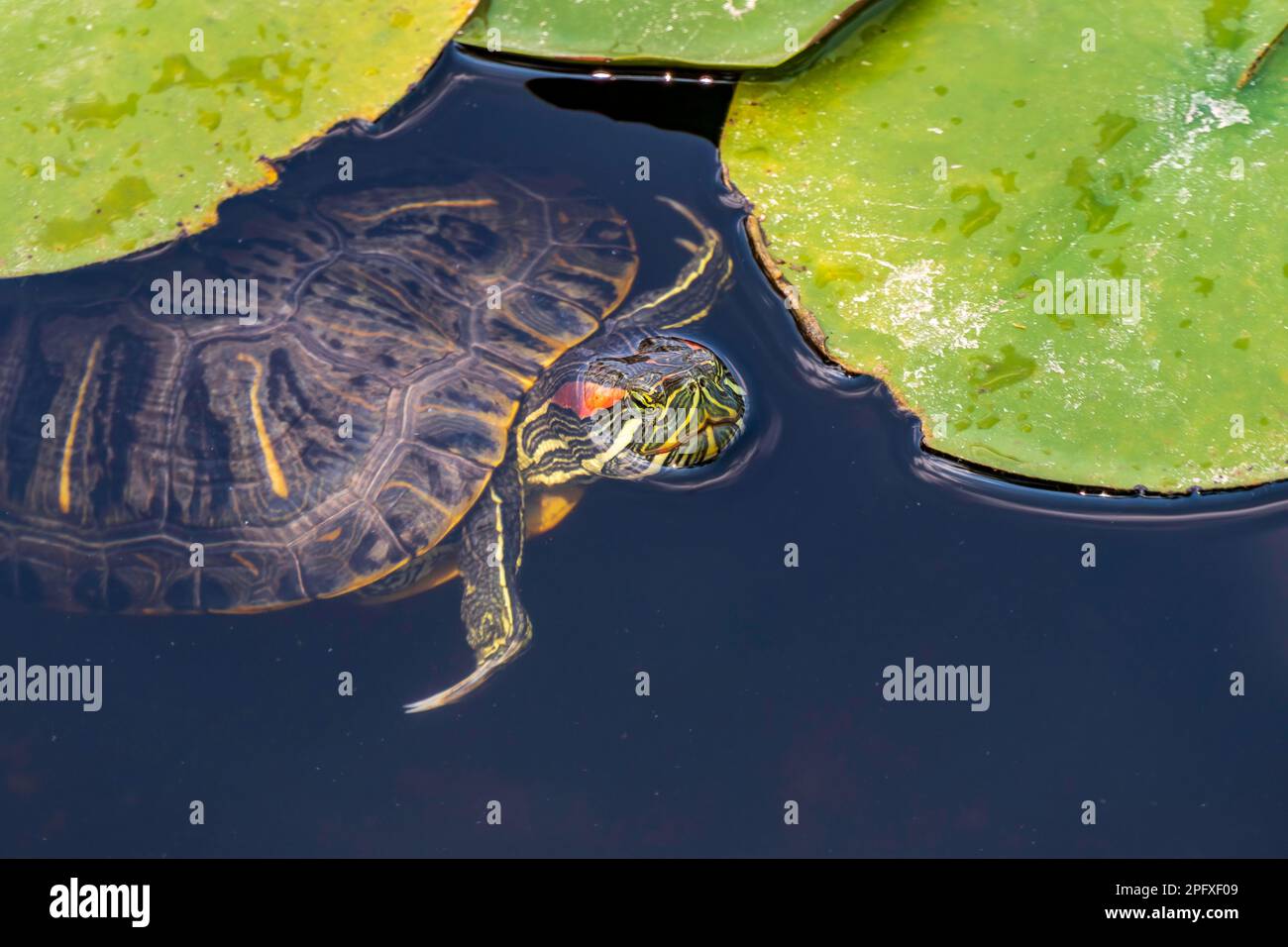 Red-eared aquatic turtle in the water of a city pond close up ...