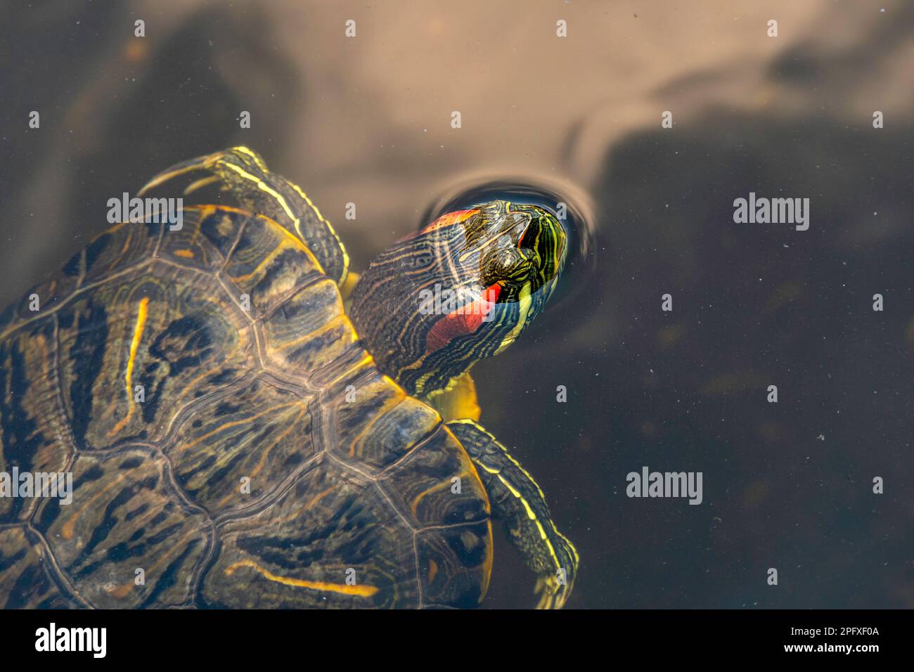 Red-eared aquatic turtle in the water of a city pond close up ...