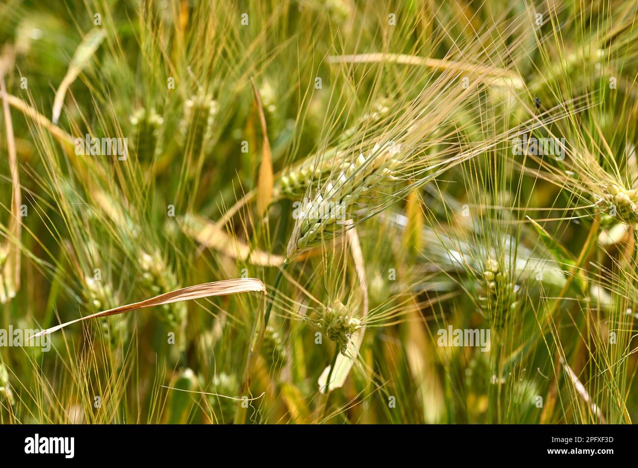 Golden grain ears in a field before harvest Stock Photo - Alamy