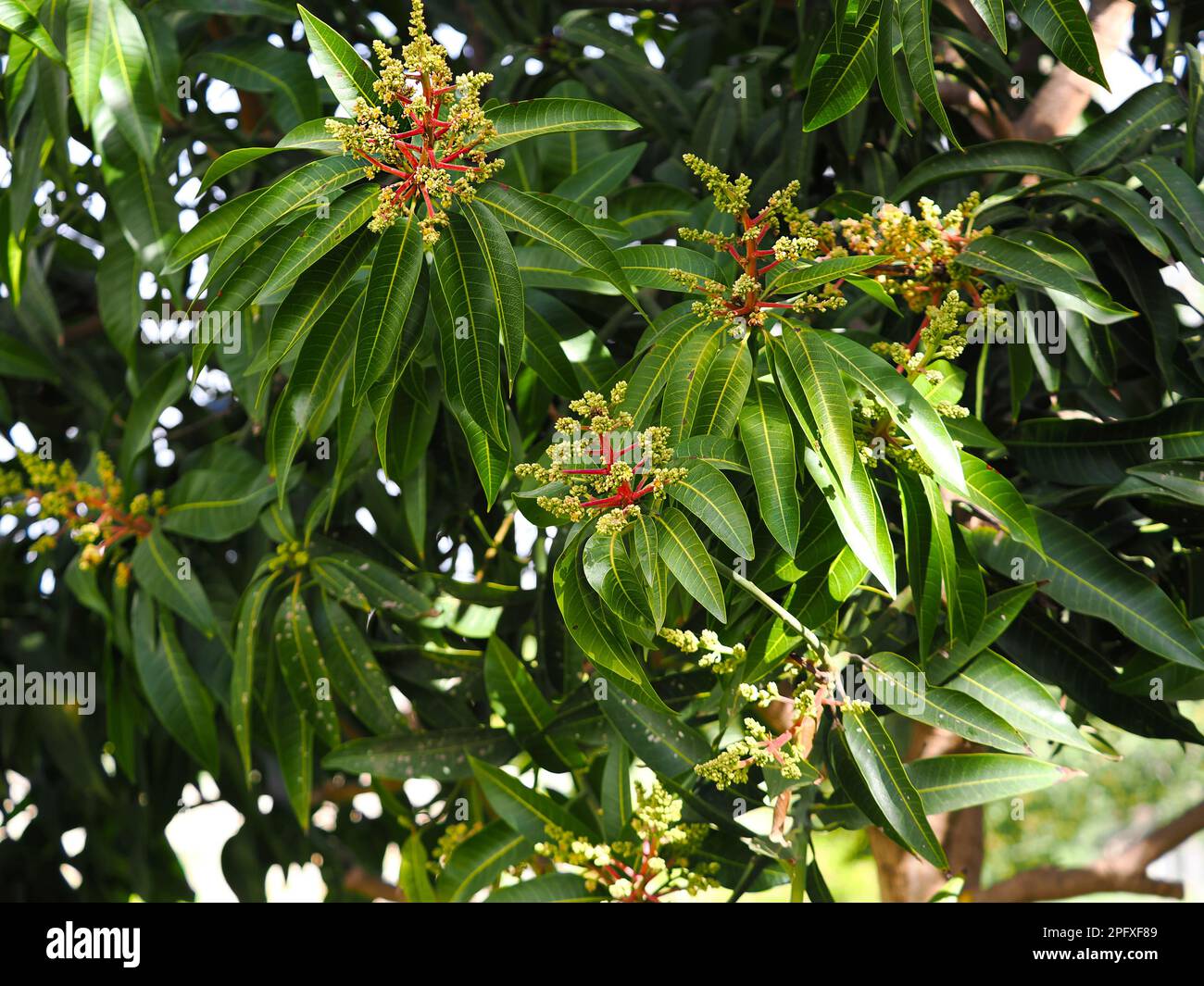 Blooming avocado tree on an Israeli agricultural plantation Stock Photo ...