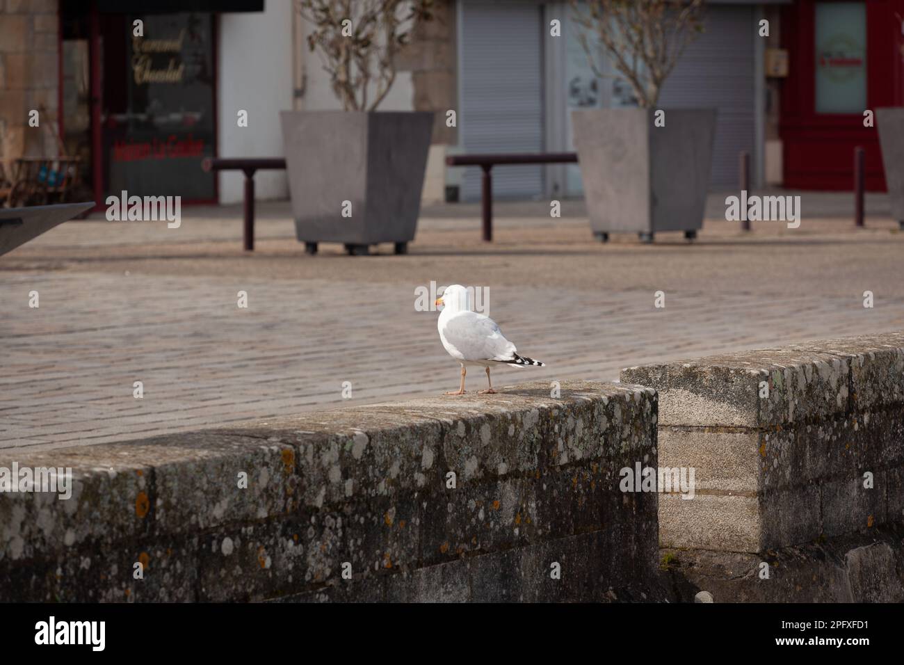A rear three-quarter seagull looks down a street in a harbour Stock ...