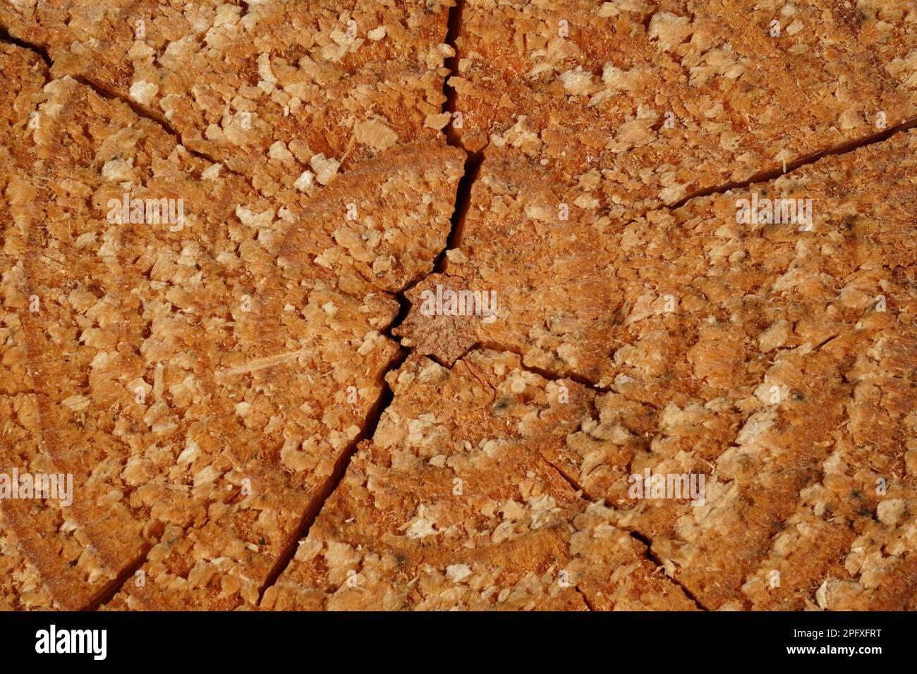 Background of a sawed off pine trunk with age rings and cracks Stock Photo - Alamy
