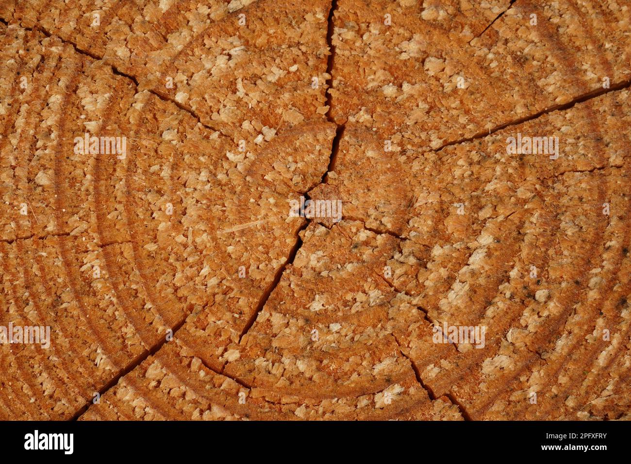Close up of growth rings of a sawed off pine tree Stock Photo - Alamy