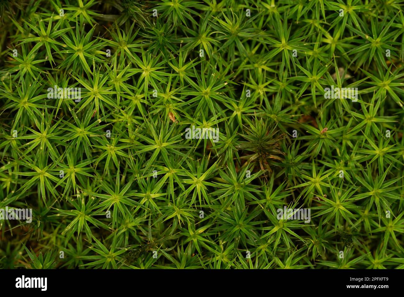 Forest floor texture hi-res stock photography and images - Alamy