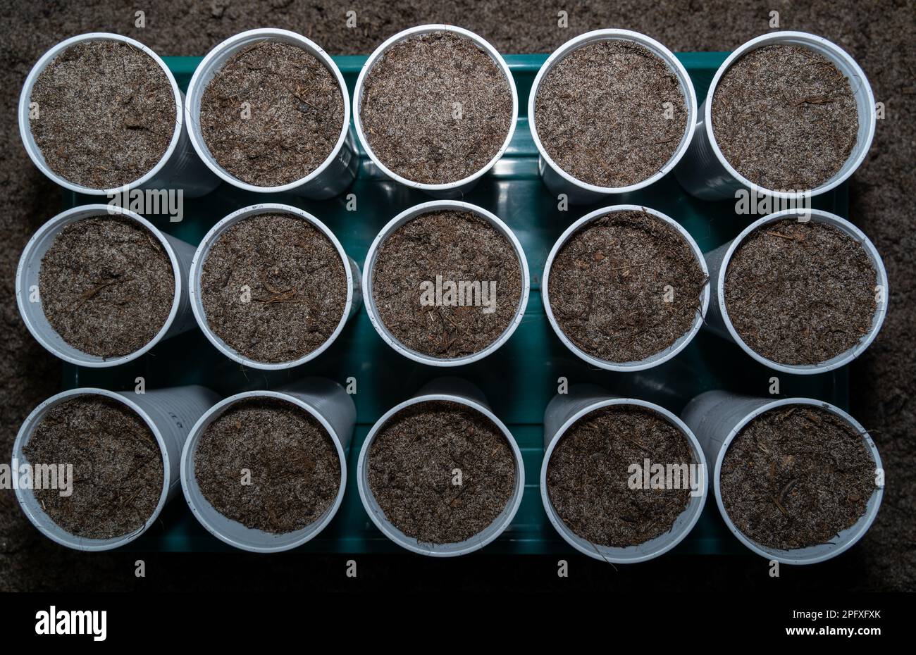 Seed soil cup hi-res stock photography and images - Alamy