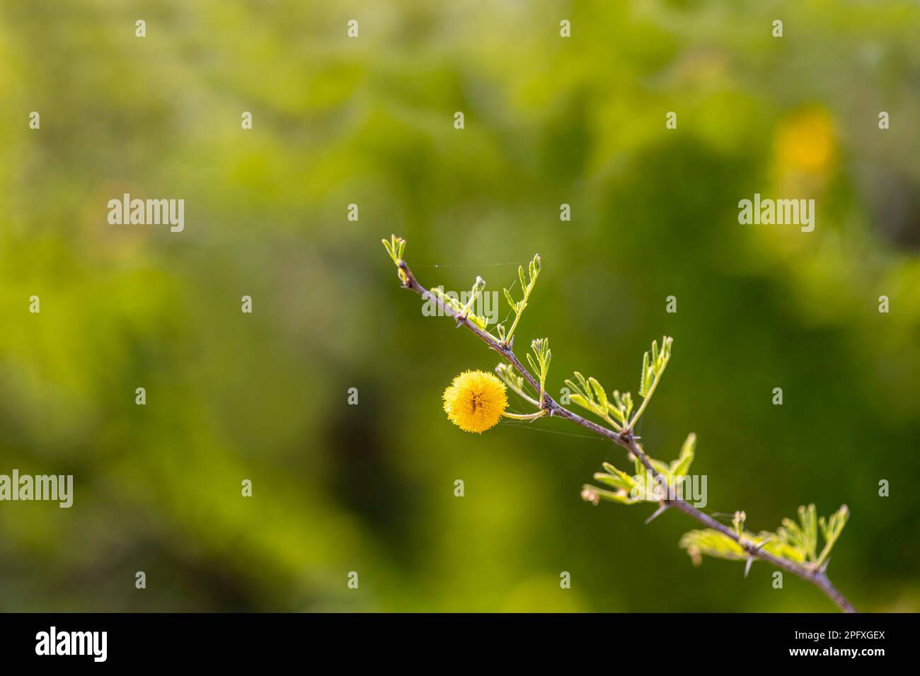 Yellow flowers of a flowering Acacia Espinosa tree close up on a ...