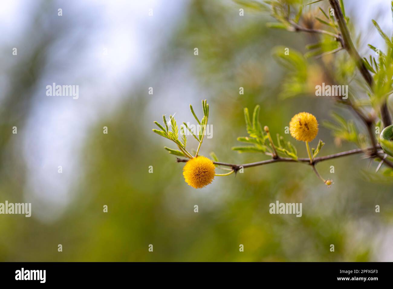 Yellow flowers of a flowering Acacia Espinosa tree close up on a ...