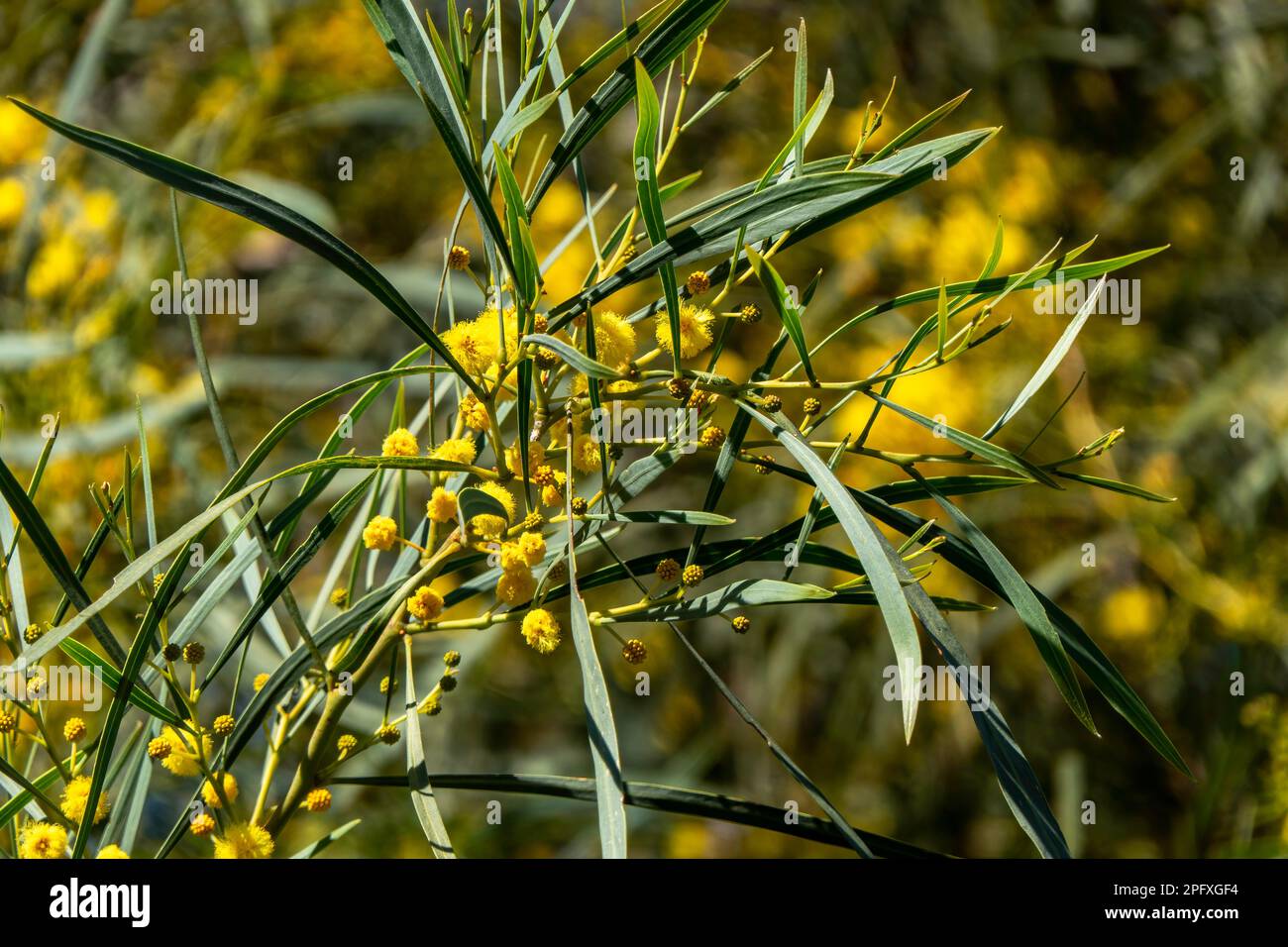 Yellow ball flowers of a flowering tree Acacia saligna close up on a ...
