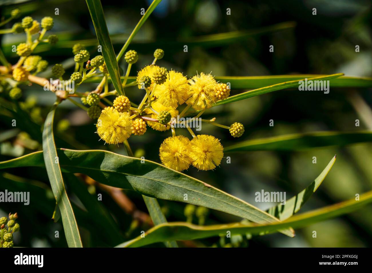 Yellow ball flowers of a flowering tree Acacia saligna close up on a ...