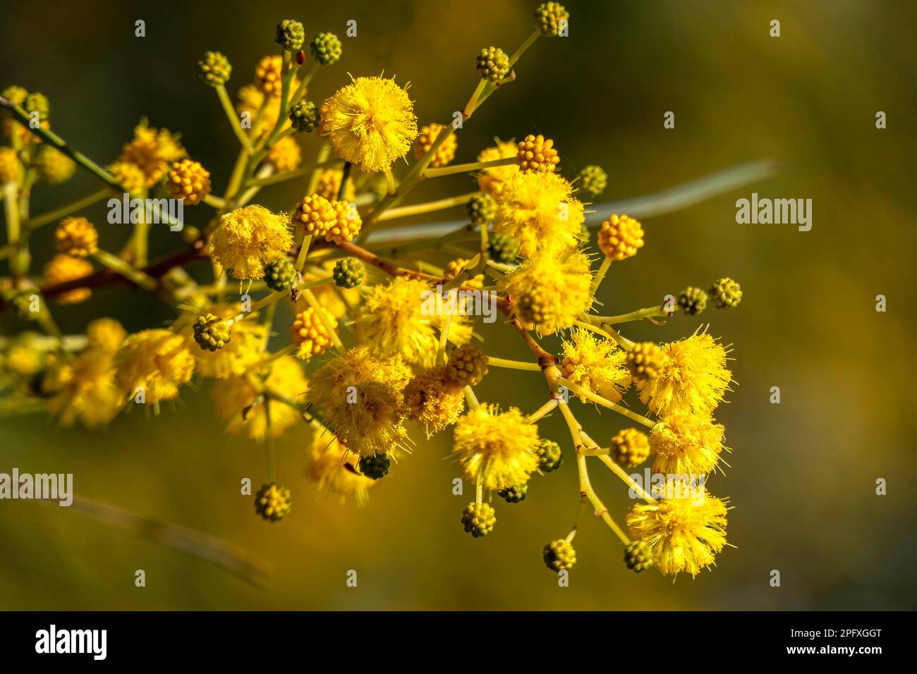 Yellow ball flowers of a flowering tree Acacia saligna close up on a ...