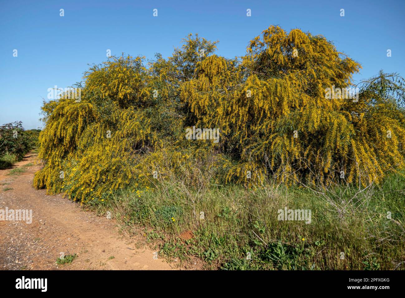 Acacia twig yellow fluffy ball hi-res stock photography and images - Alamy