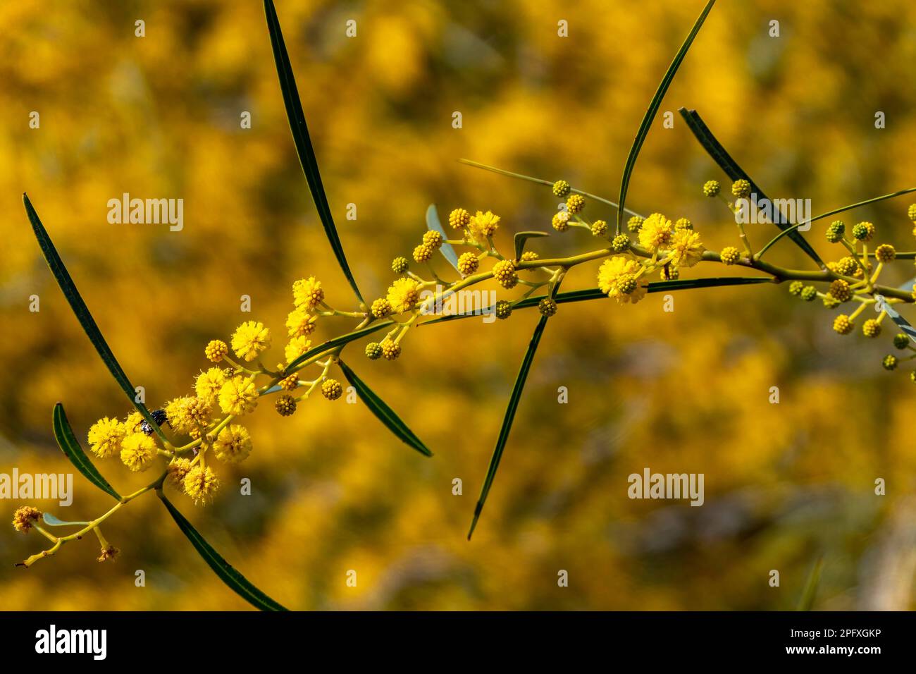 Yellow ball flowers of a flowering tree Acacia saligna close up on a ...