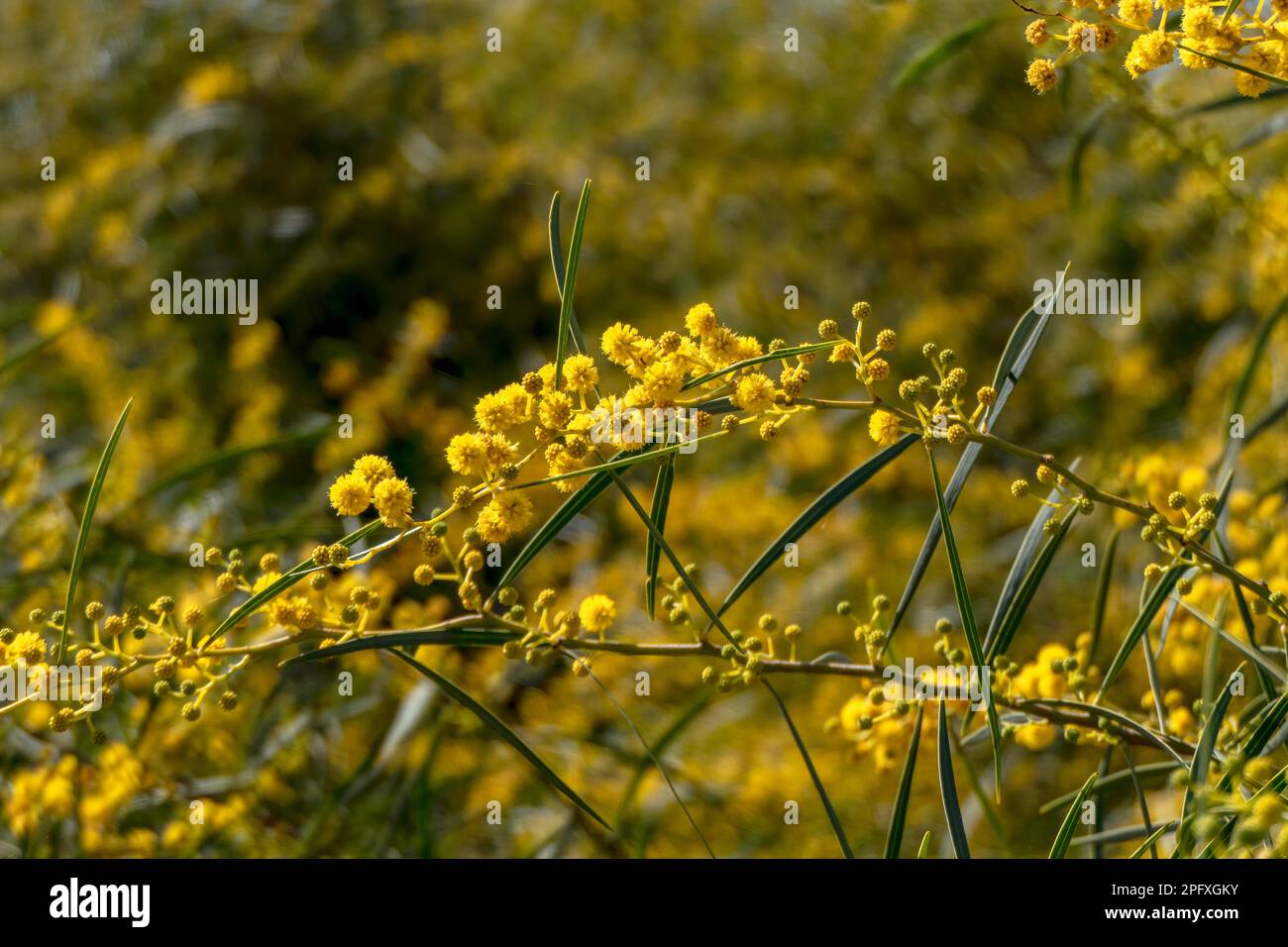Yellow ball flowers of a flowering tree Acacia saligna close up on a ...