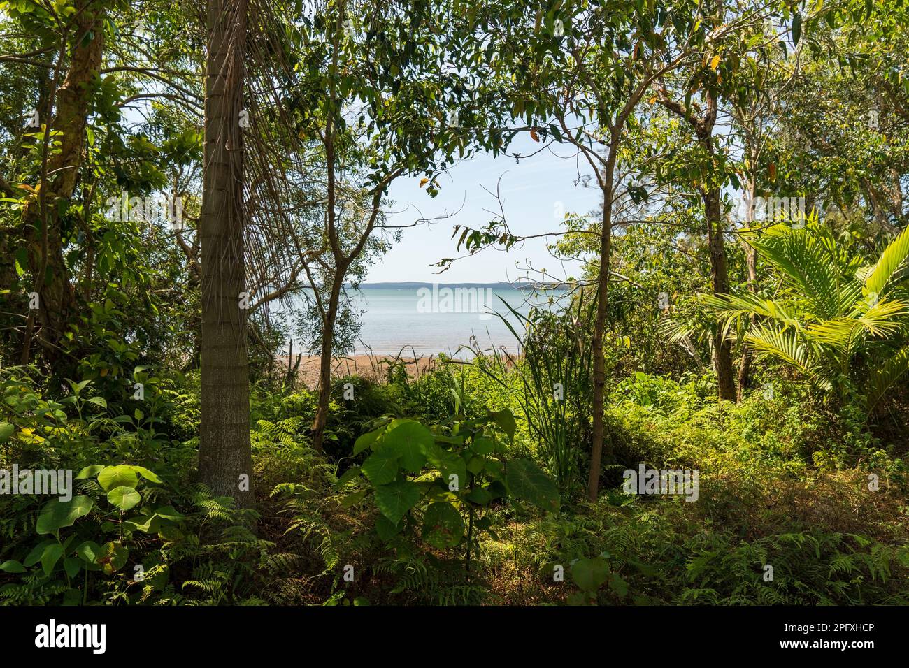 View through coastal tropical forest to the sea Stock Photo - Alamy